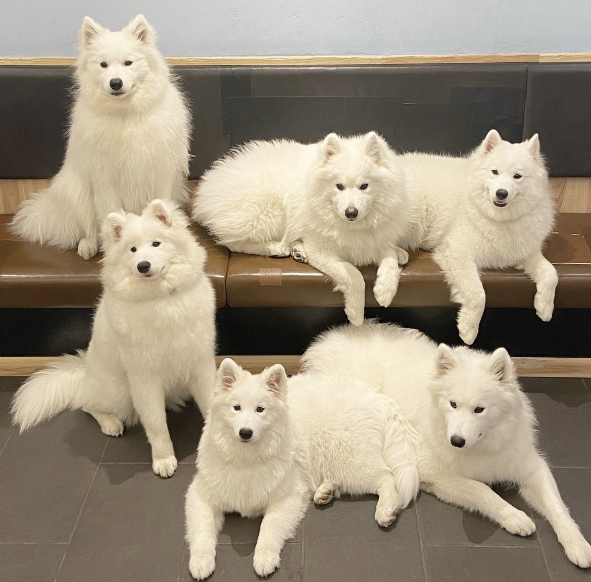関東や関西にサモエド限定のカフェが続々オープン！「Samoyed cafe AL」 | DogHuggy