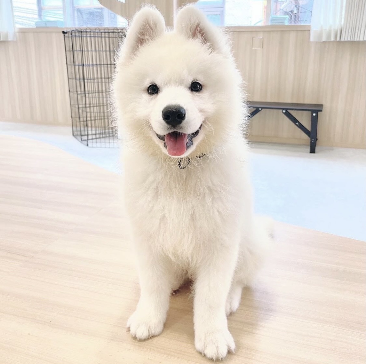 関東や関西にサモエド限定のカフェが続々オープン！「Samoyed cafe AL」 | DogHuggy